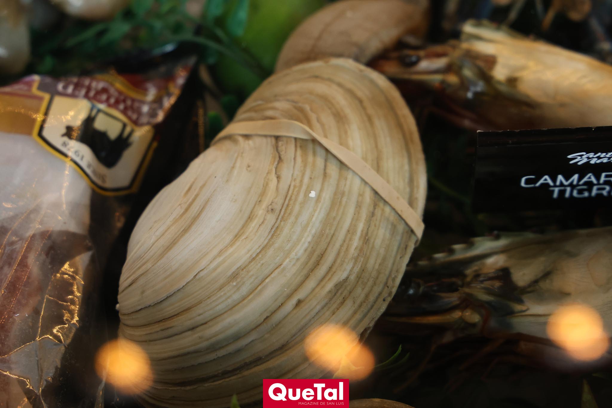 Que Tal Virtual | Revista Sociales San Luis Potosí, S.L.P. SANTO MAR