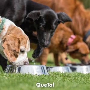 Que Tal Virtual | Revista Sociales San Luis Potosí, S.L.P. ¿NUESTROS ...