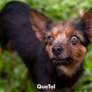 Que Tal Virtual | Revista Sociales San Luis Potosí, S.L.P. ¿LOS PERROS ...
