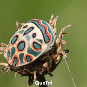 Que Tal Virtual | Revista Sociales San Luis Potosí, S.L.P. ¡NO LO PISES ...